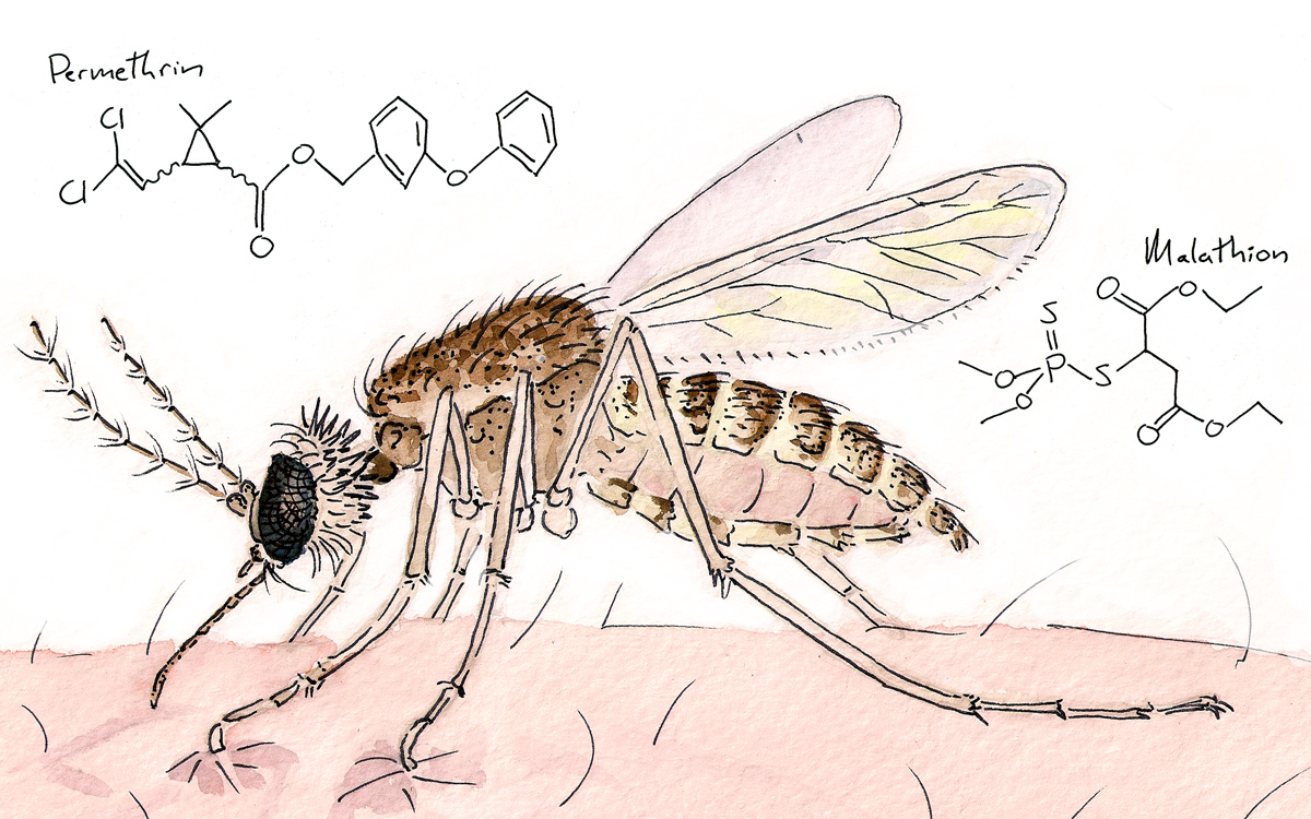 Insecticide Resistance in Mosquitoes – Walkabout